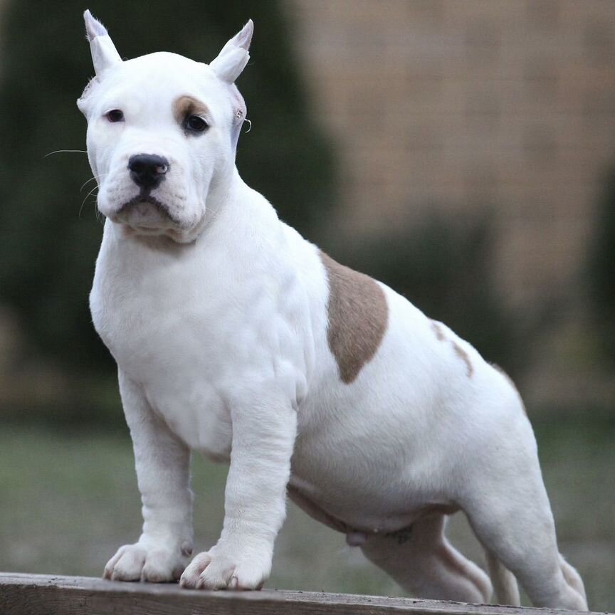 Белый мальчик тяжелого типа