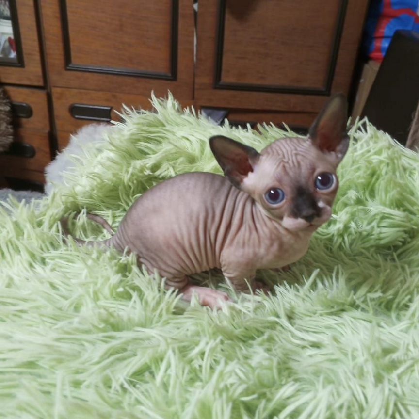 Канадский сфинкс