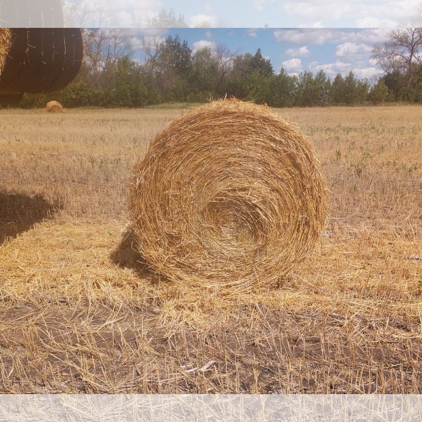 Солома в рулонах