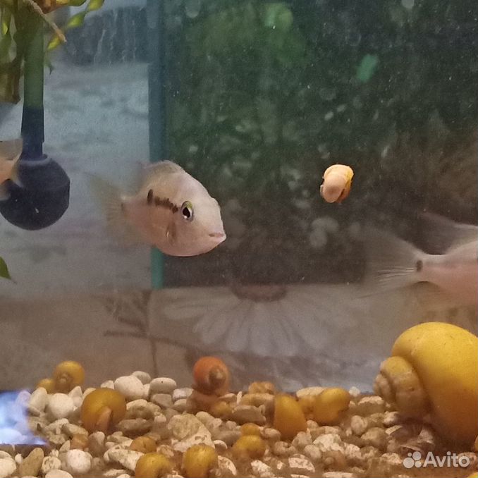 Цихлазома Меека (подростки)