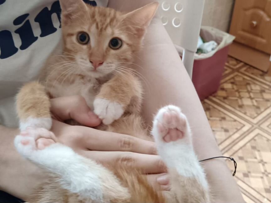Котенок