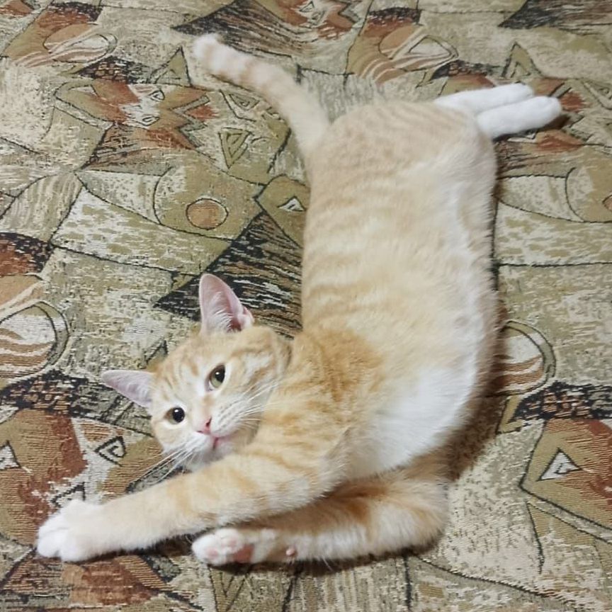 Котёнок в добрые руки