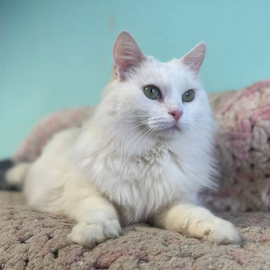 Котик ищет дом после смерти хозяйки