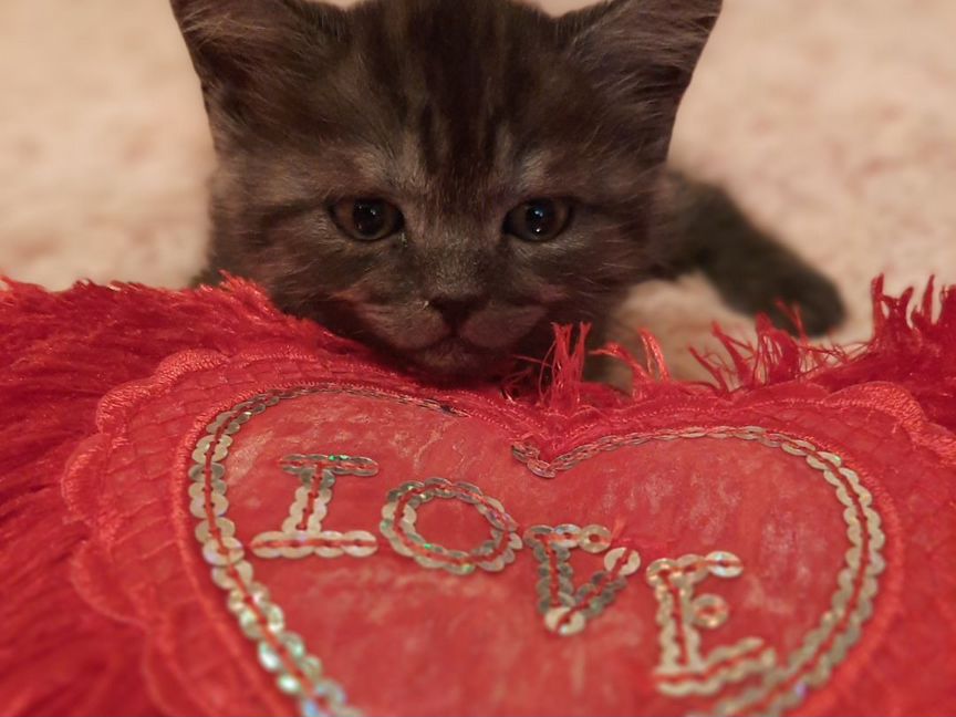 Шотландцы и Британцы в добрые руки