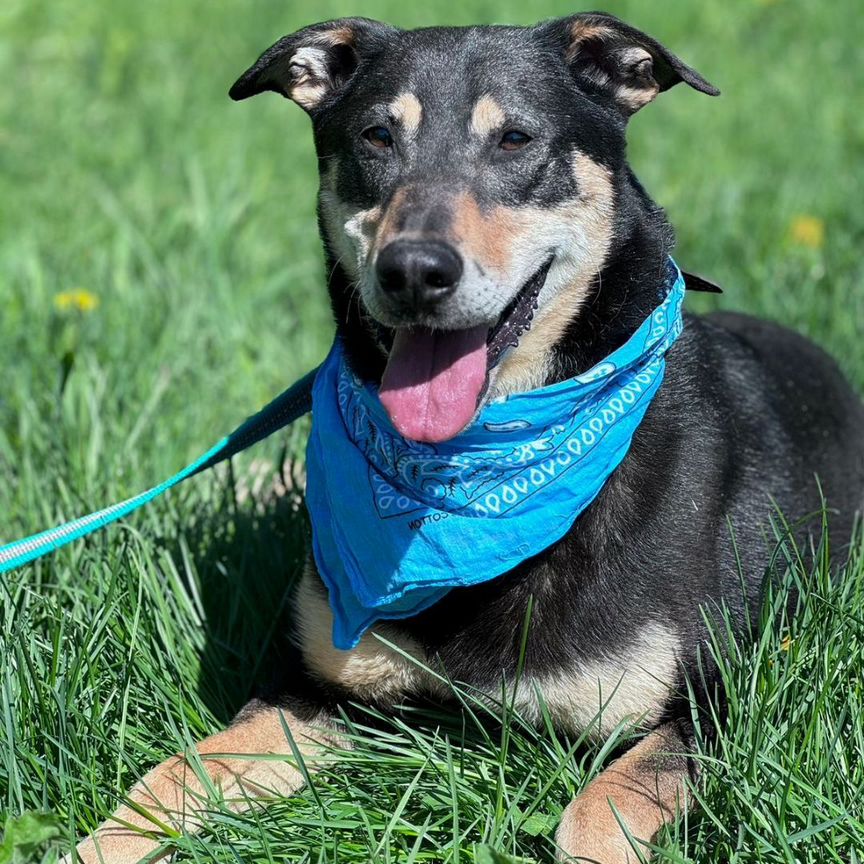 Весёлый парень Лекс из приюта готов познакомиться