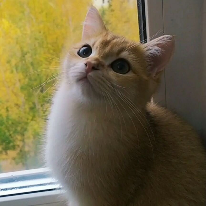 Британская золотая шиншилла котик с родословной