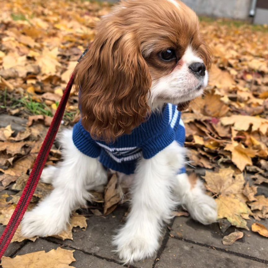 Кавалер кинг-чарльз-спаниель, щенок