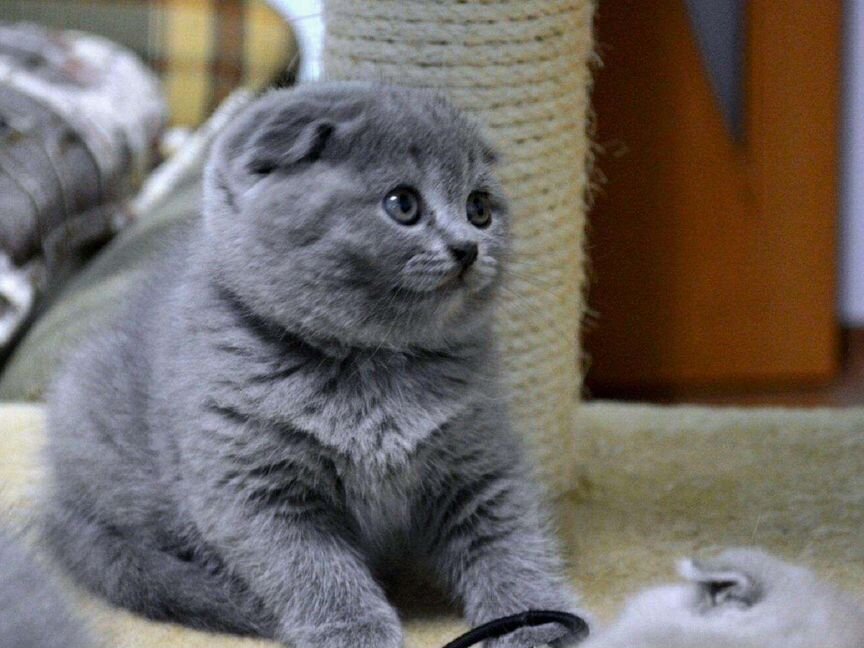 Шотландские Скоттиш-фолд