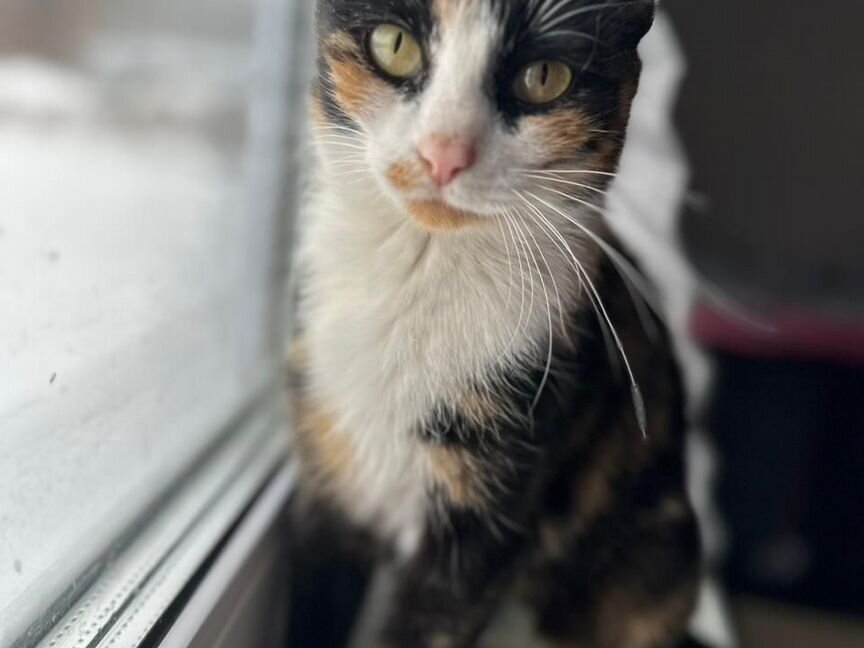 Настенька кошечка хочет домой