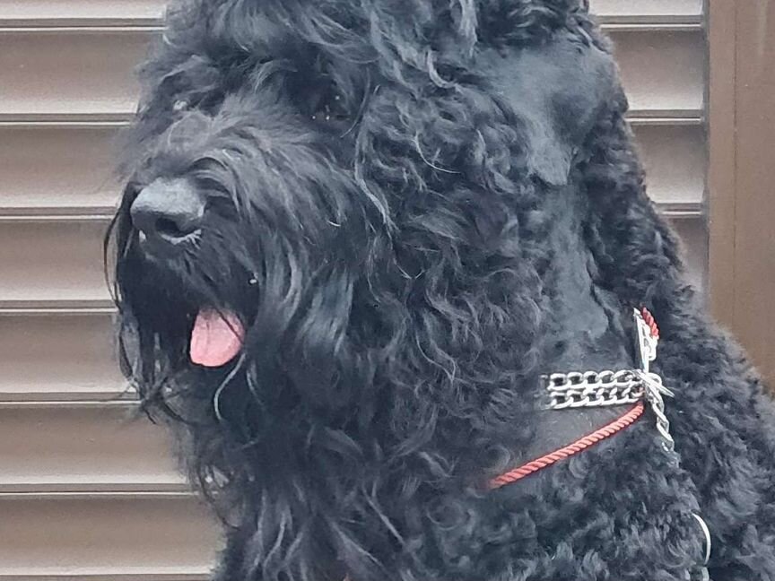 Вязка Русский Чёрный Терьер (рчт)