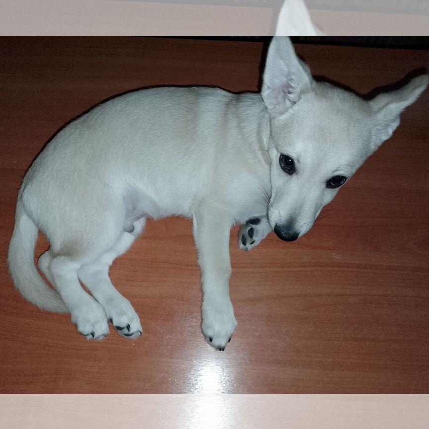 Щенок от частного владельца