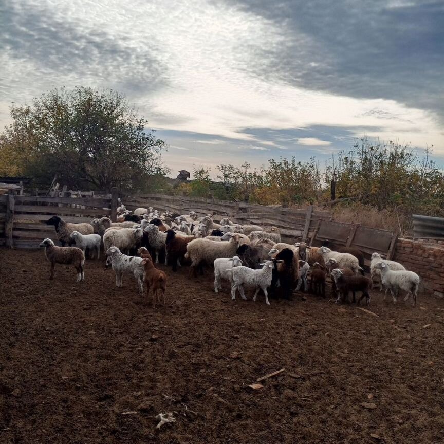 Стадо овец