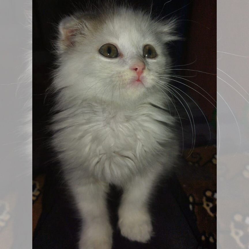 Котенок