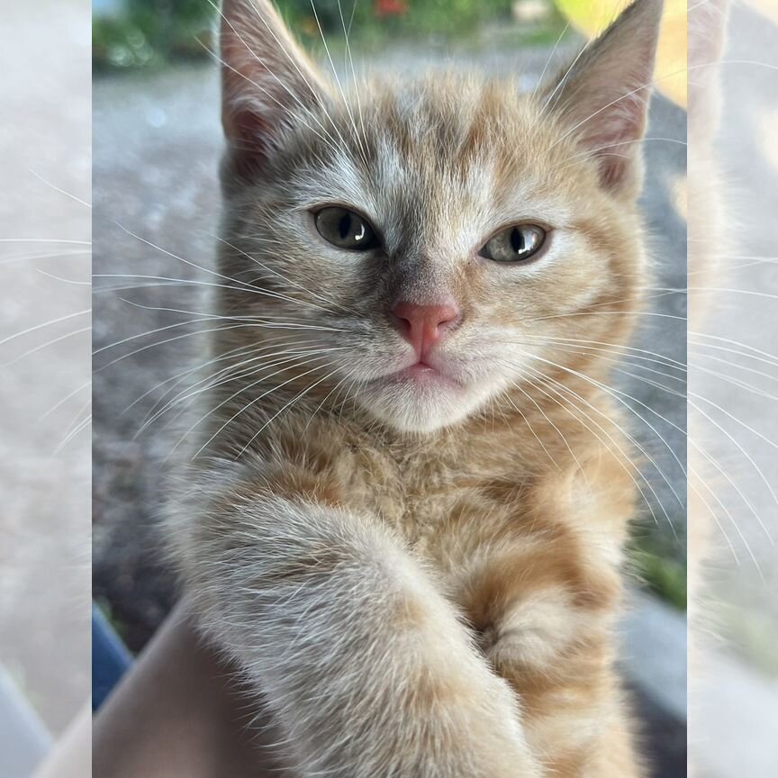 Котята в добрые руки бесплатно