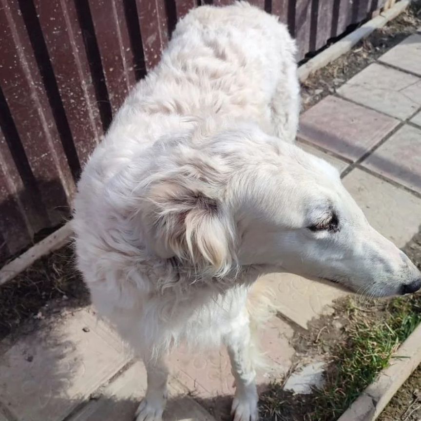 Русская псовая борзая, взрослая собака