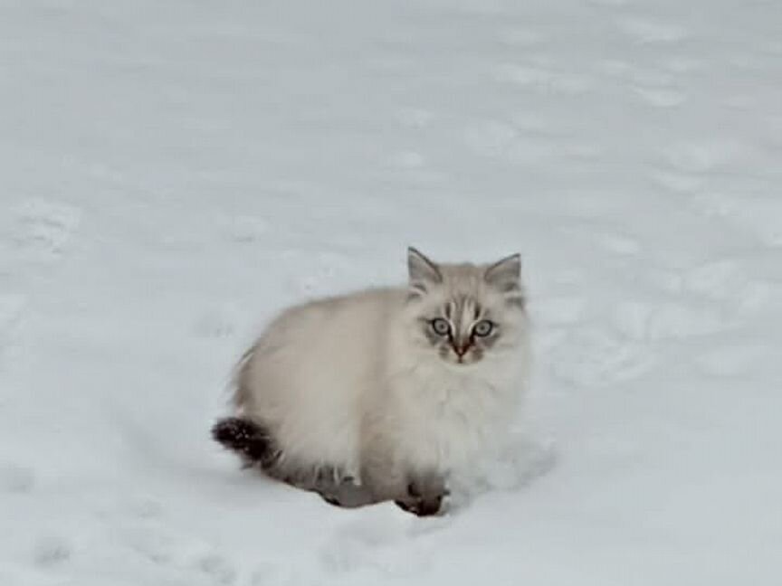 Тайский котенок девочка пропадает в СНТ