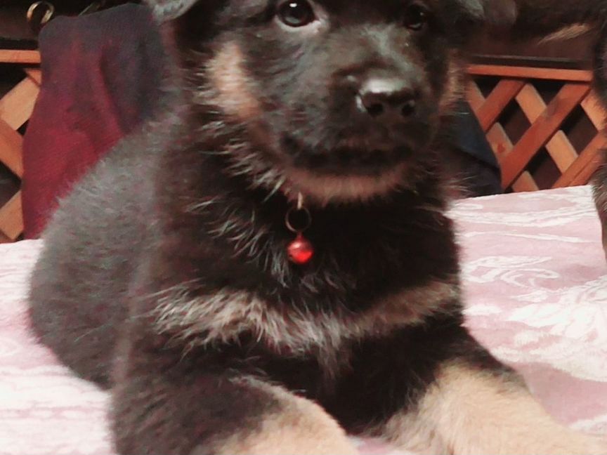 Щенки немецкой овчарки