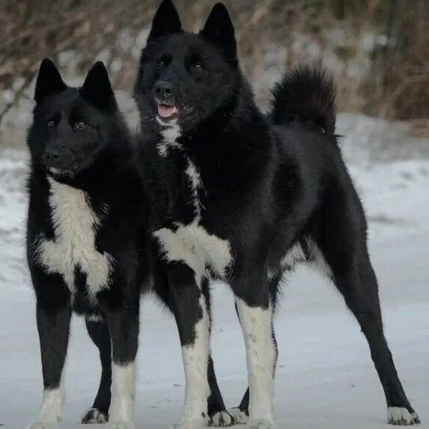 Русско-европейская лайка, щенок
