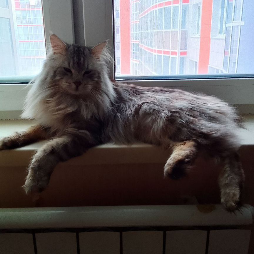 Курильский бобтейл длинношёрстный, взрослый кот