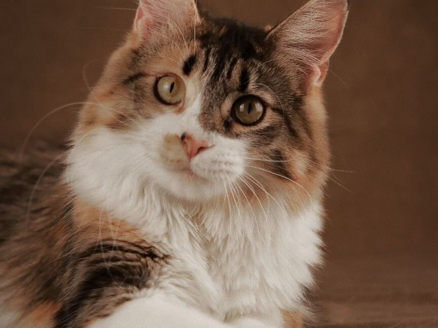 Красавица Мотя, кошечка в добрые руки