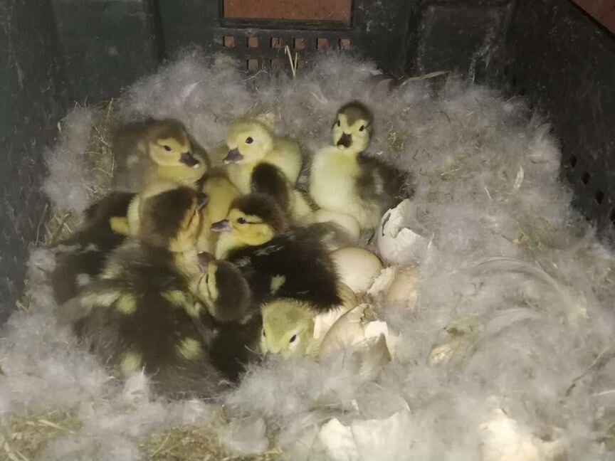 Утята мускусной индоутки