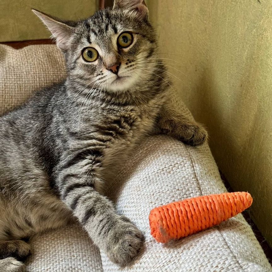 Котята в добрые руки даром