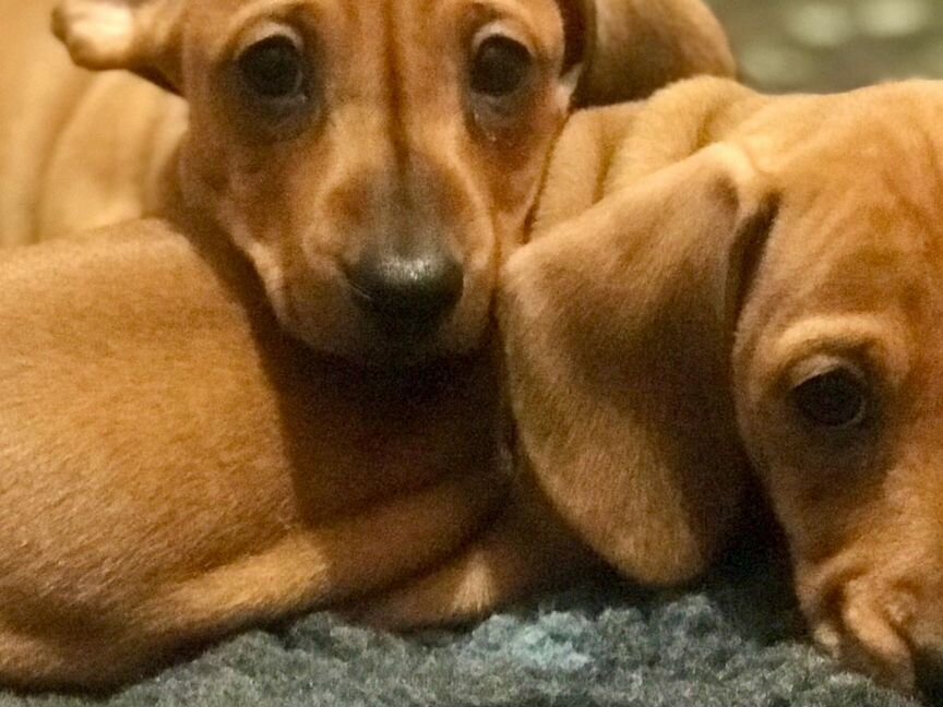 Такса мини., с документами