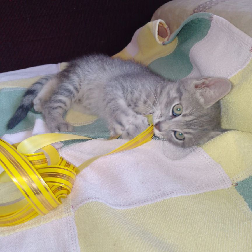 Мальчик-зайчик