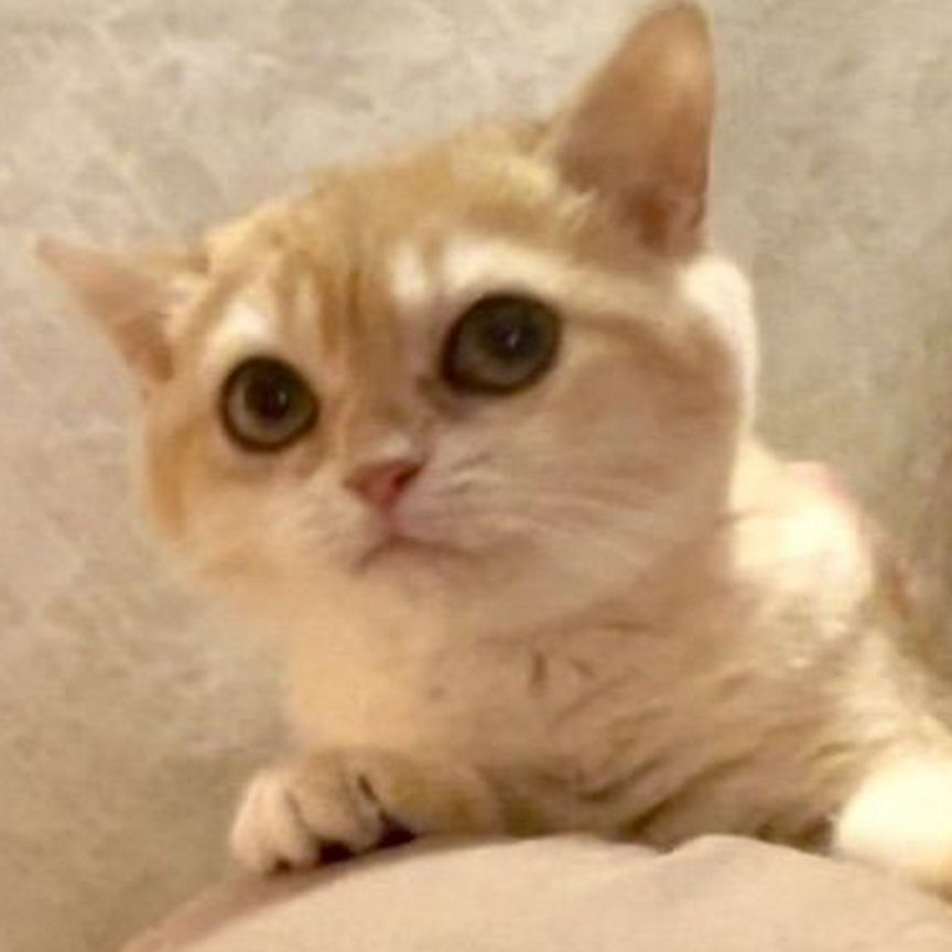 Британские котята, девочка