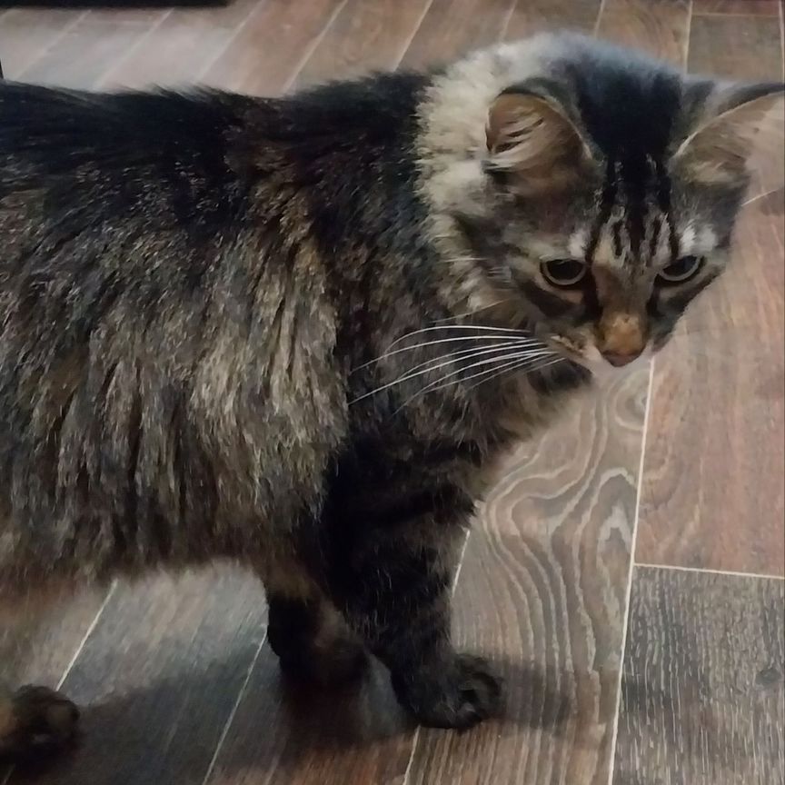 Отдам кота в добрые руки