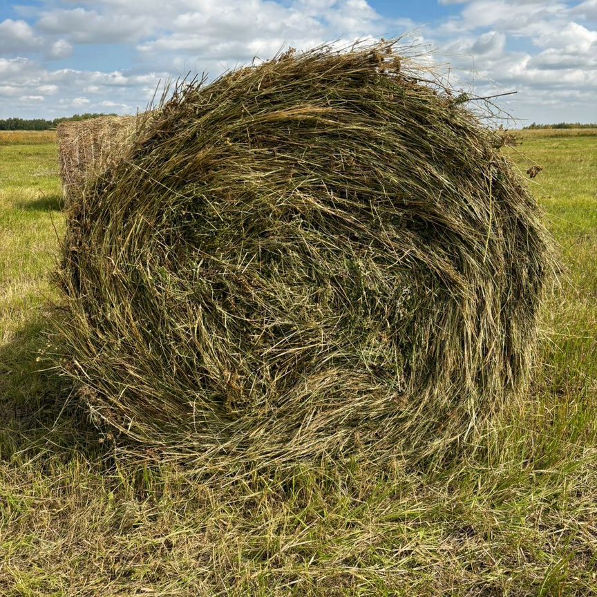 Сено в рулонах