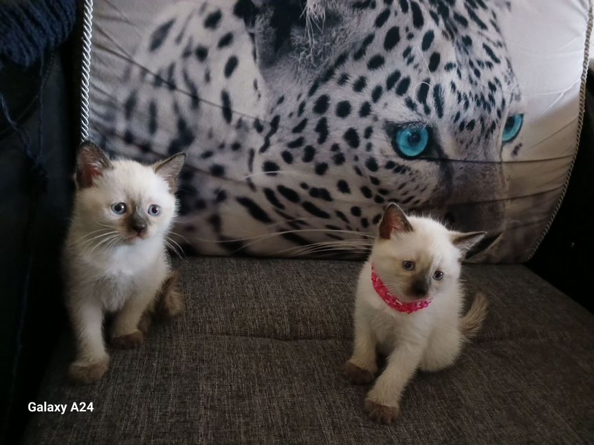 Тайские сиамские котята