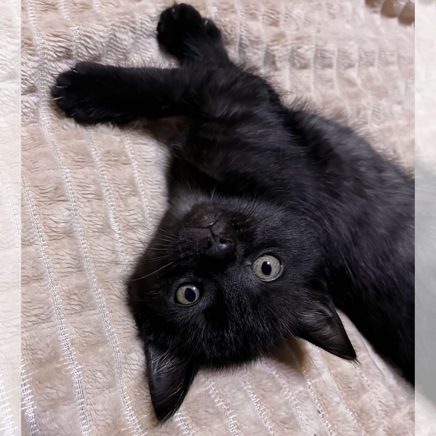 Шотландский прямоухий короткошёрстный котёнок