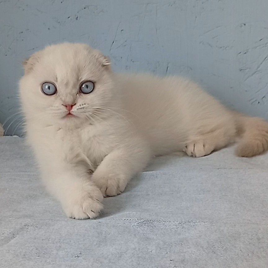 Шотландский вислоухий короткошёрстный котёнок