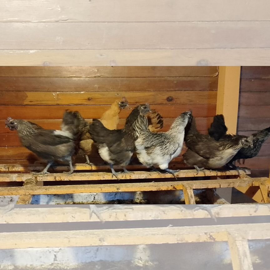 Куры молодки несушки породы Лакеданзи