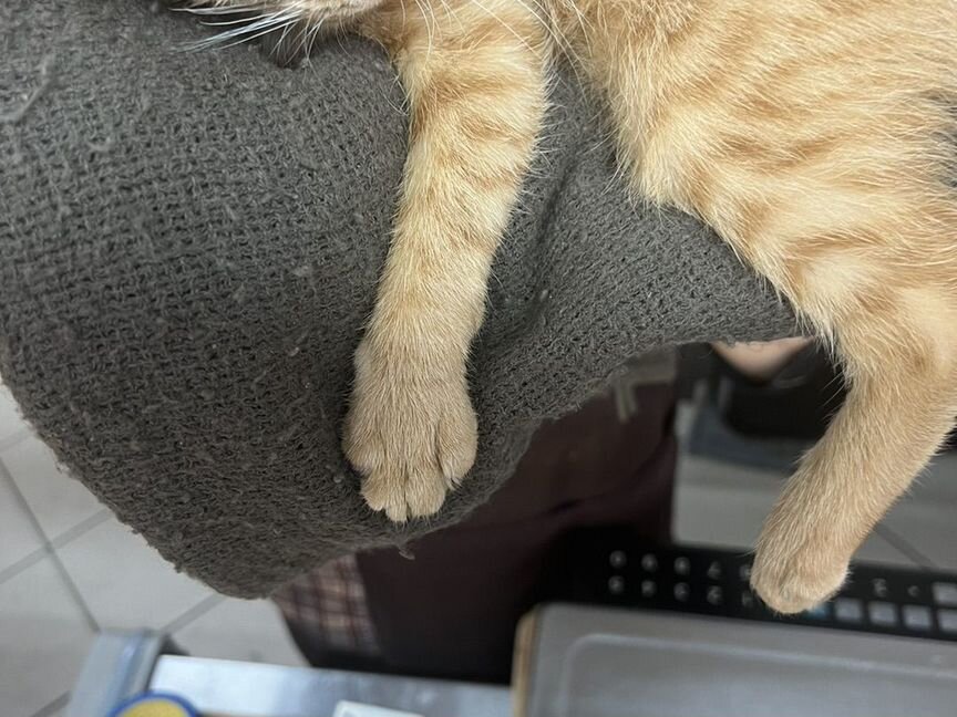 Кошка в дар бесплатно