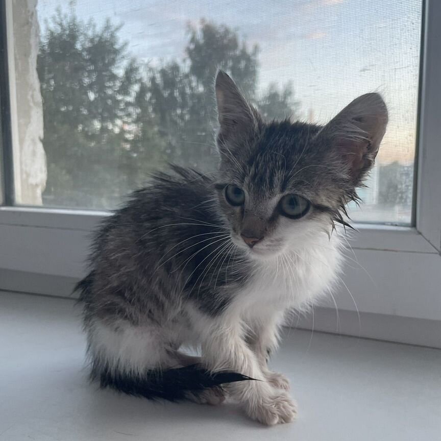 Отдам в добрые руки котенек