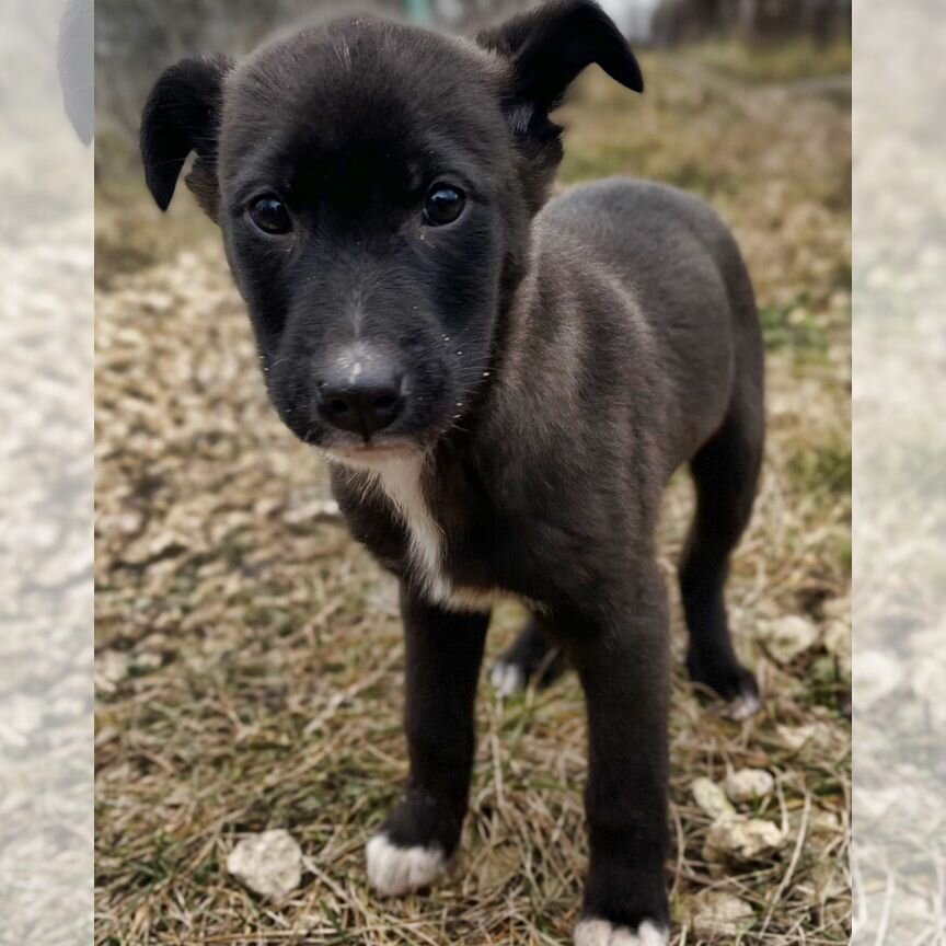 Щенок в добрые руки