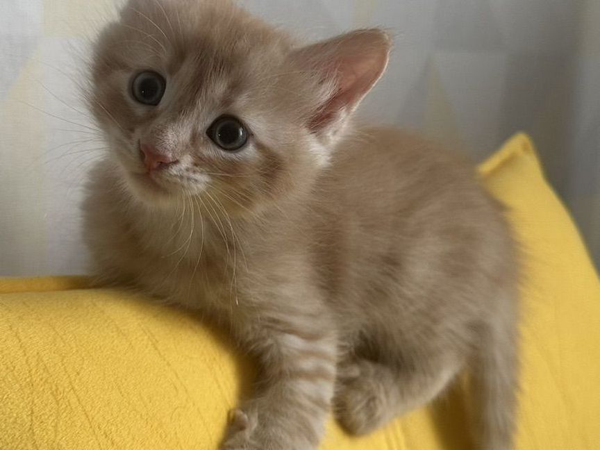 Рыжие котята и Василий