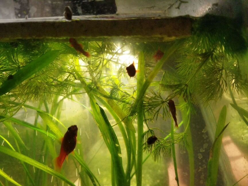 Рыбки меченосцы