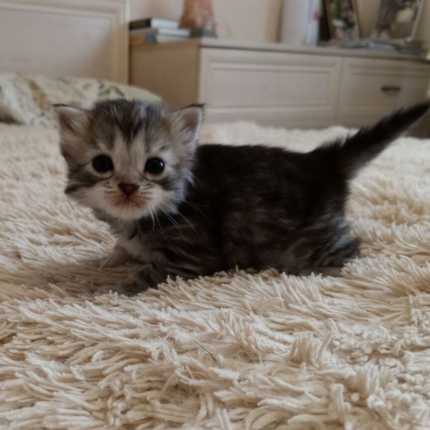 Шотландский прямоухий длинношёрстный котёнок