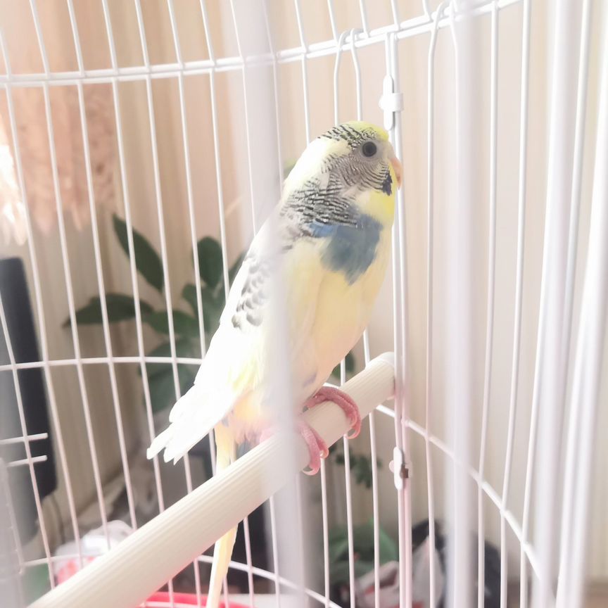 Самка волнистого попугая