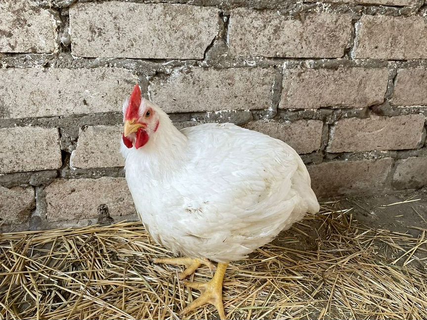 Домашние куры бройлеры