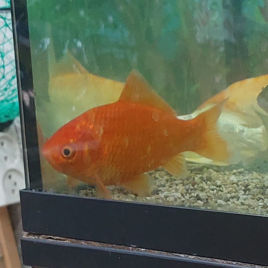 Рыбки карпы кои