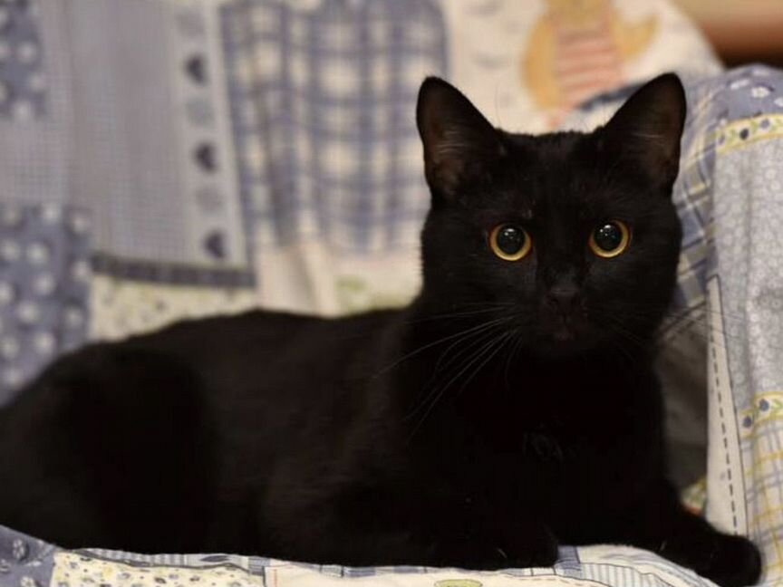 Котенок -подросток в добрые руки бесплатно