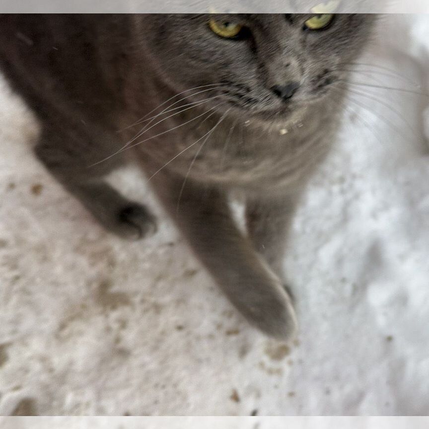 Британский короткошёрстный, взрослый кот