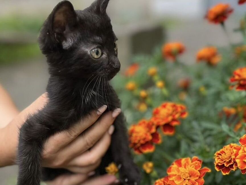 Котенок в заботливые руки