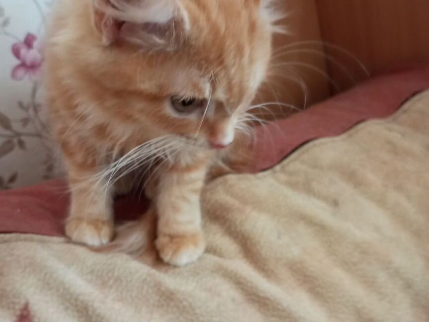 Кошка