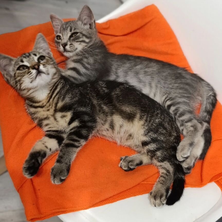 Котятам нужен дом