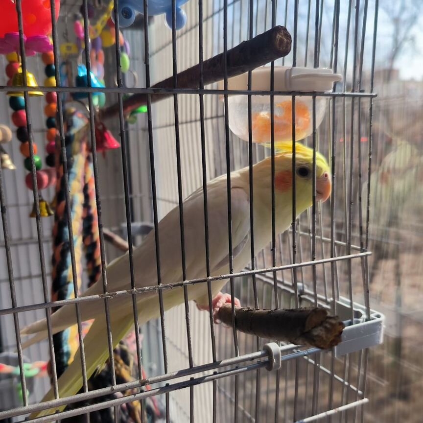 Попугай корелла с клеткой мальчик